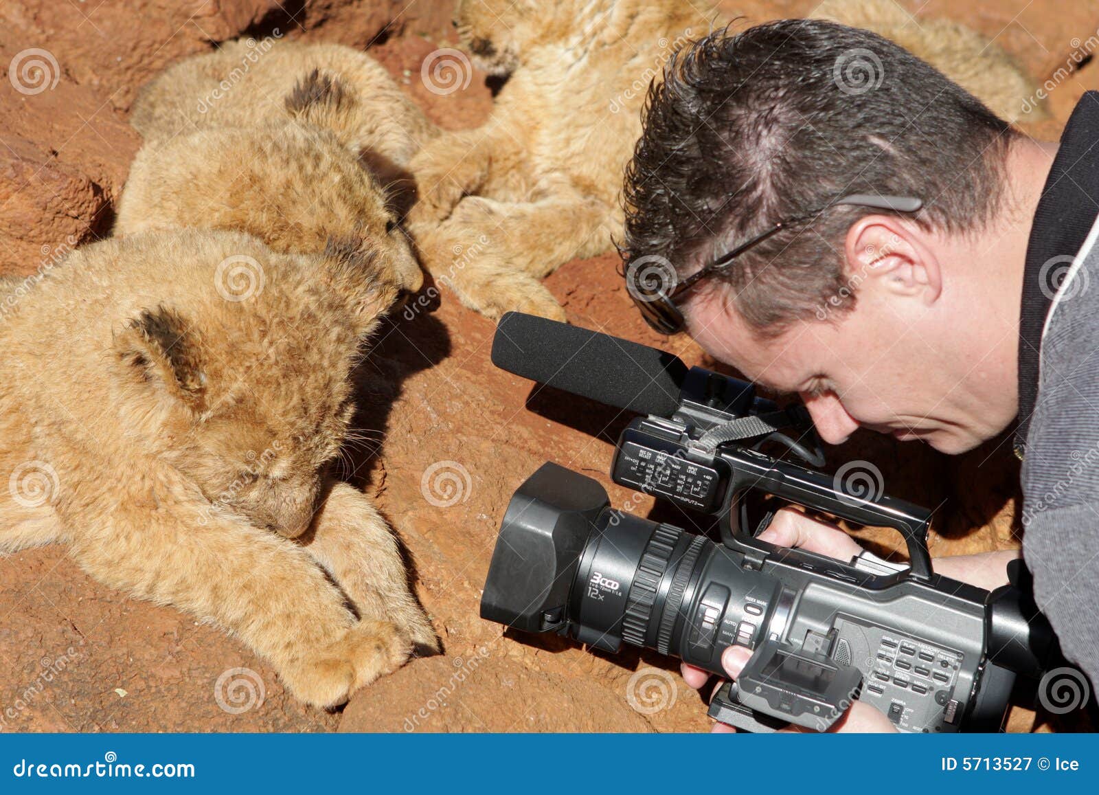 Lion Camera Picture. Image: 5713527