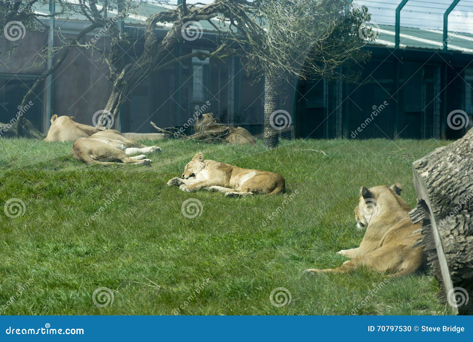 Lion in captivity stock photo. Image of feliformia, lioness - 70797530