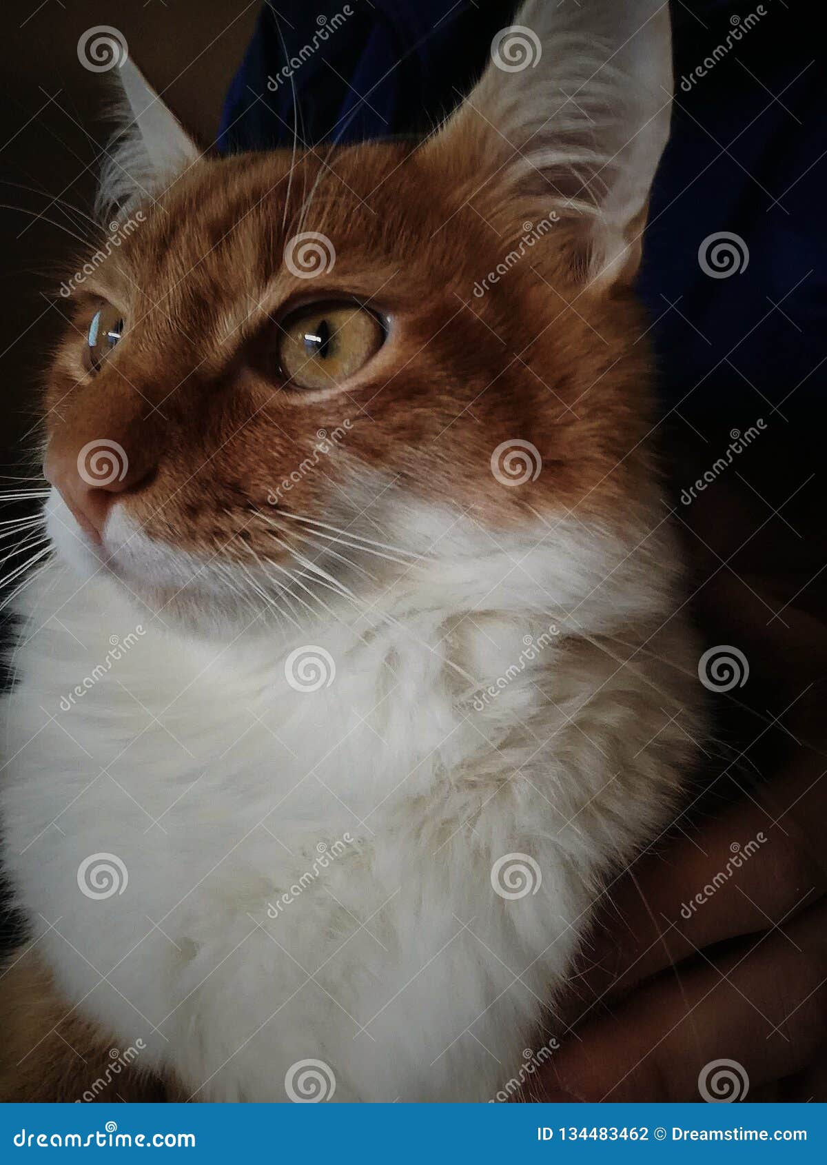 Lion Cat stock photo. Image of lion, king, cats, great - 134483462