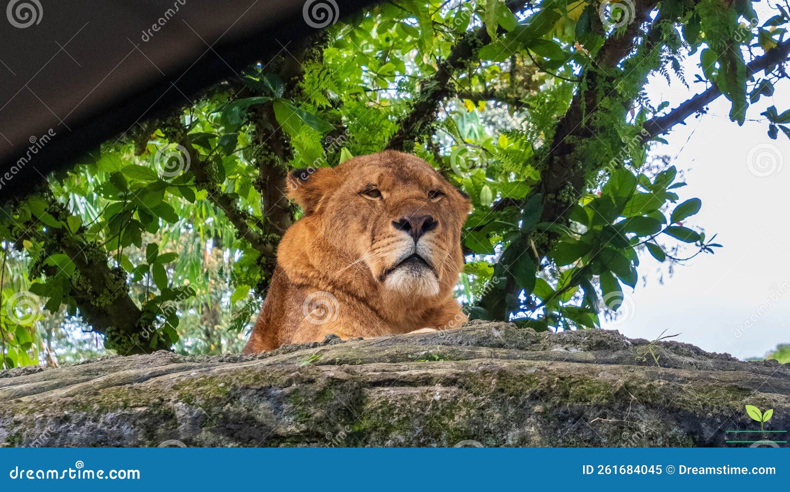 Lion chilling on a rock stock image. Image of animal - 261684045