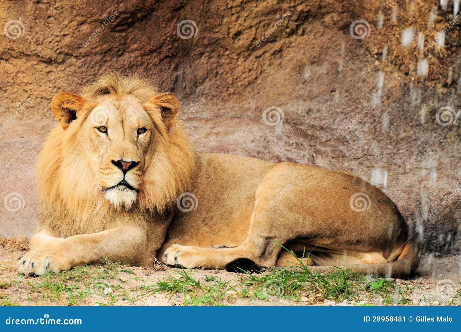Lion close to waterfall stock image. Image of majestic - 28958481