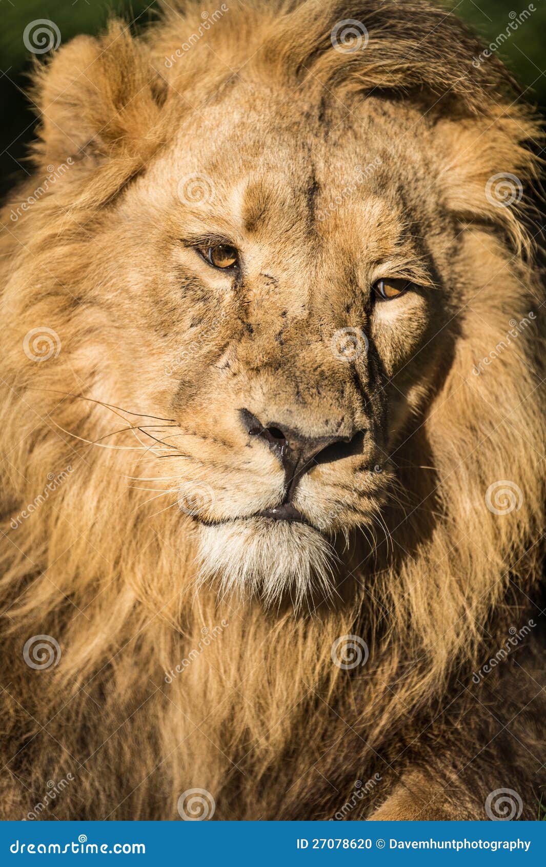 Lion Close Up stock photo. Image of endangered, wildlife - 27078620
