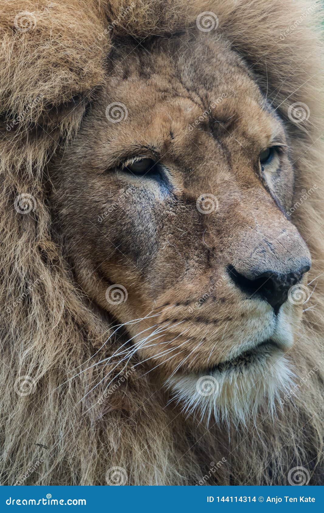 Lion close up stock photo. Image of lion, animals, wiskers - 144114314