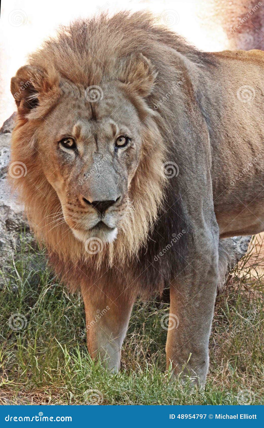 Lion stock image. Image of head, lying, face, carnivore - 48954797