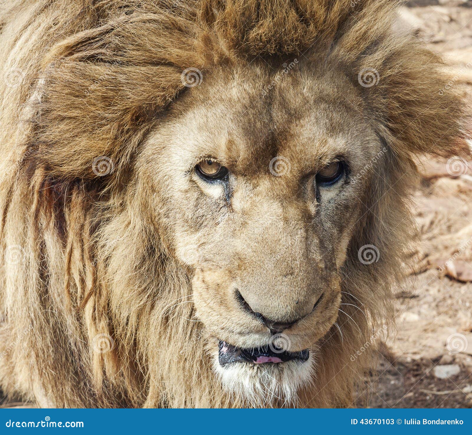 Lion close up stock image. Image of animal, close, rest - 43670103