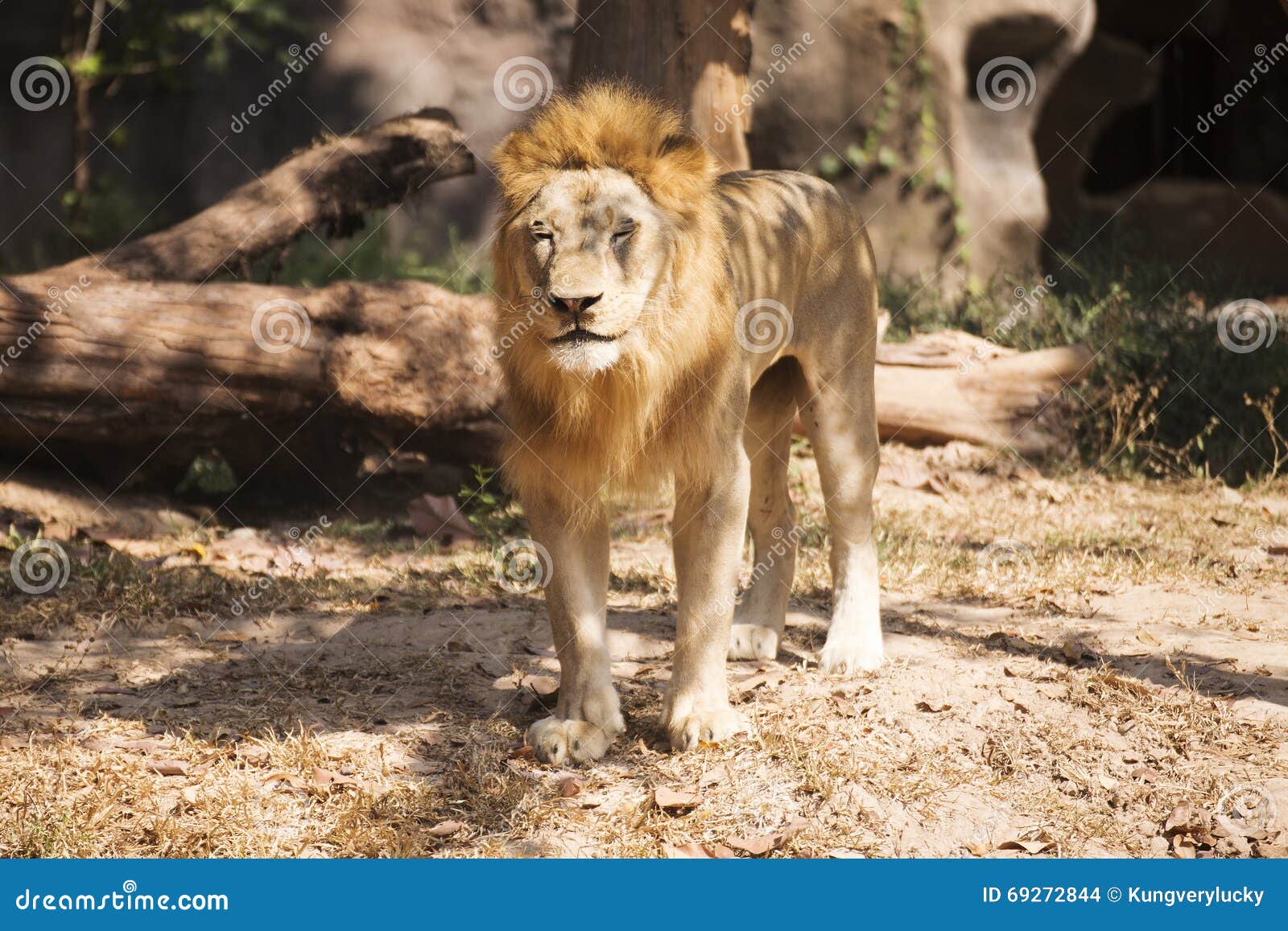 Lion closed the eyes stock photo. Image of natural, predator - 69272844