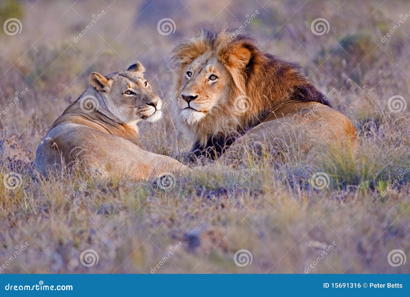 Lion Couple stock photo. Image of wildlife, lion, lioness - 15691316