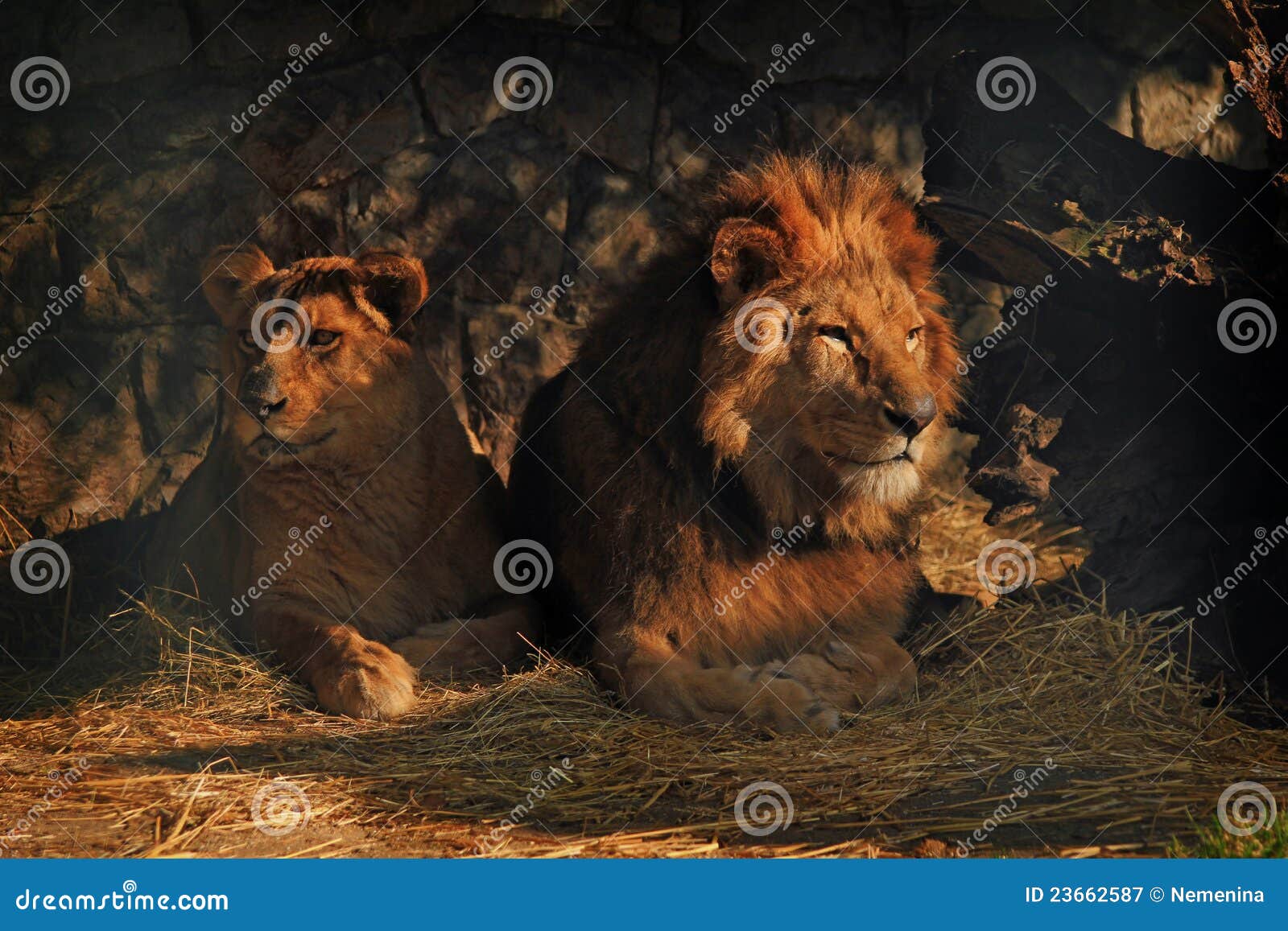 Lion couple stock image. Image of love, king, lioness - 23662587