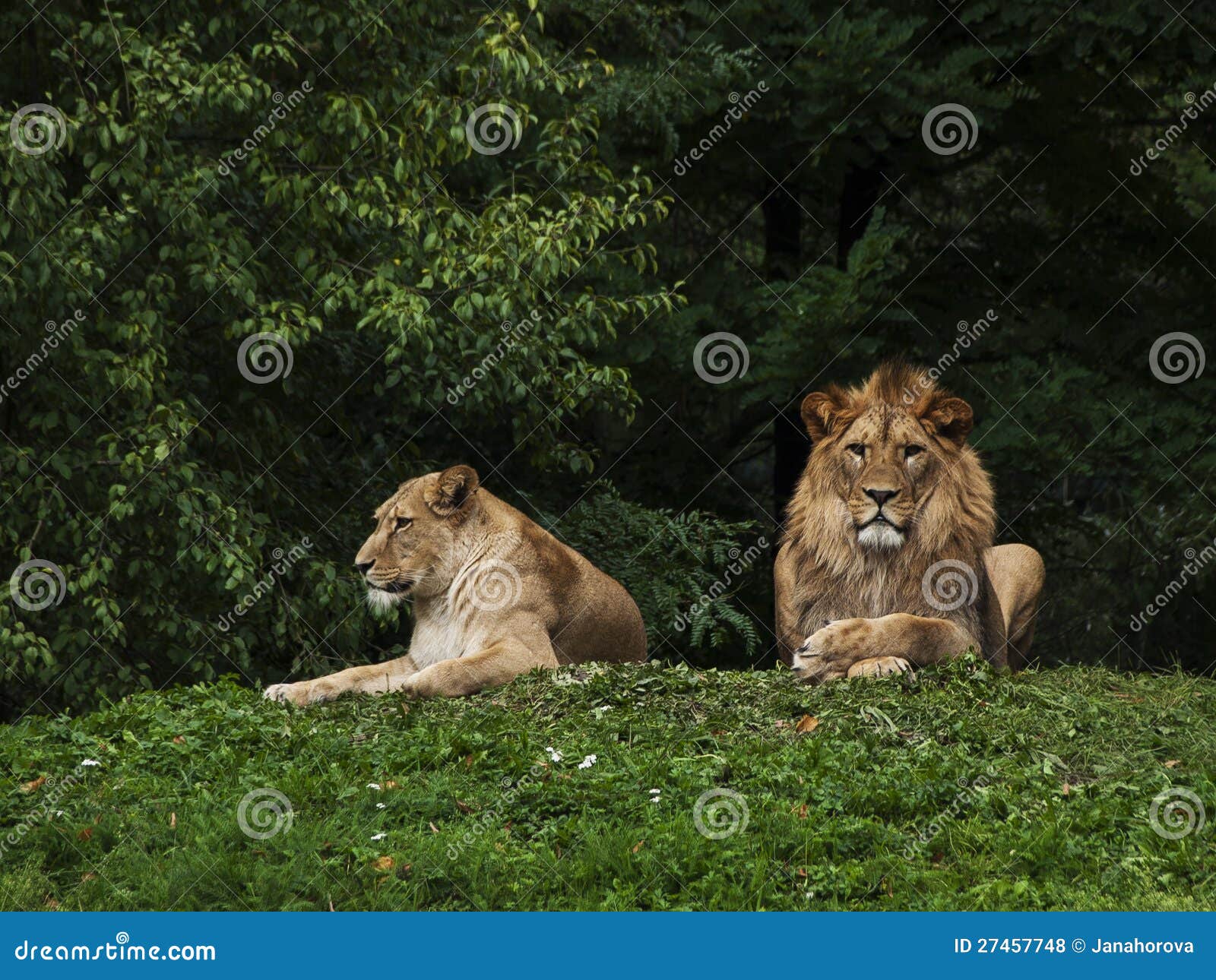 Lion couple stock photo. Image of wild, lion, love, male - 27457748