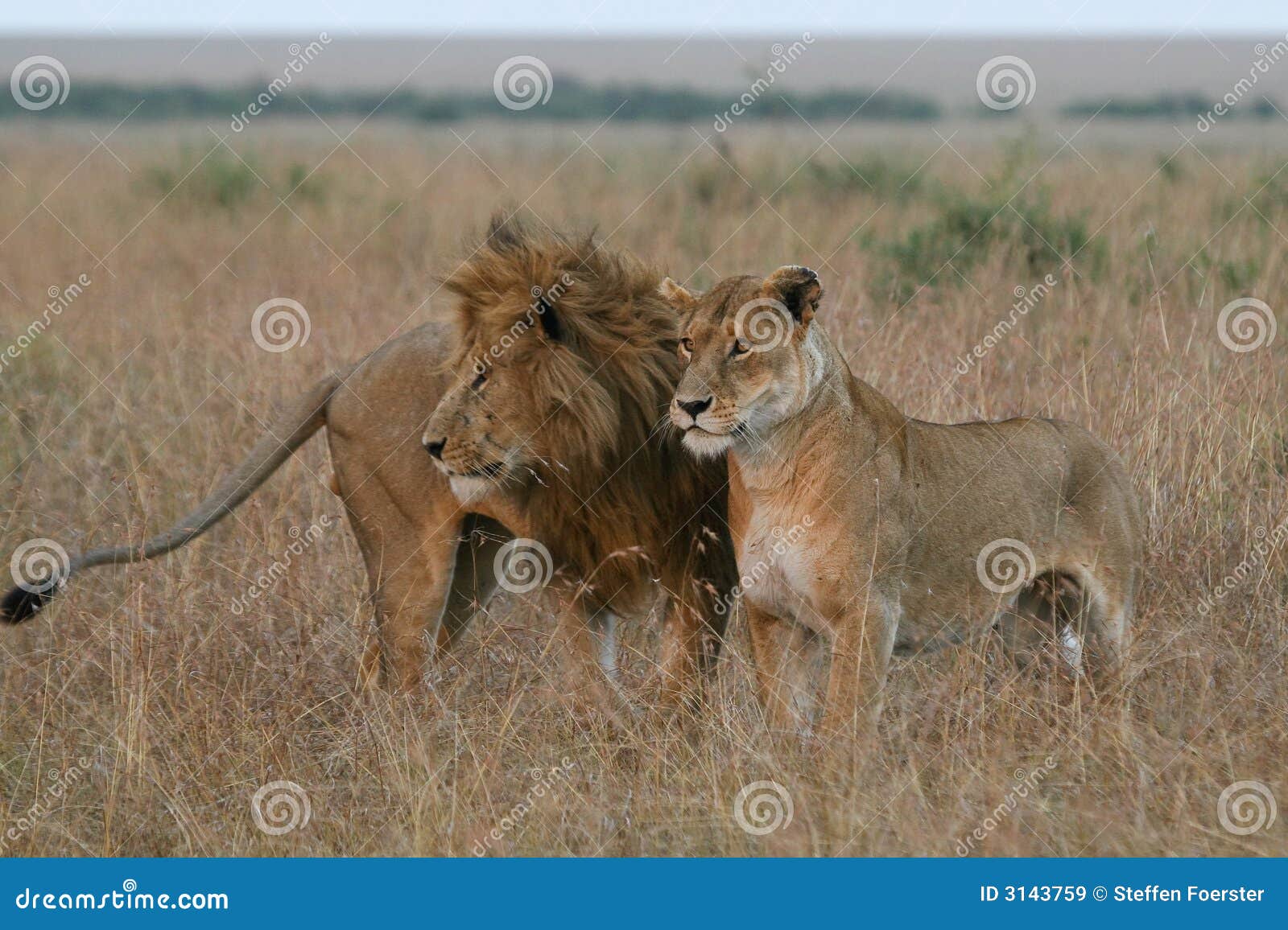 Lion couple stock image. Image of wildlife, african, couple - 3143759