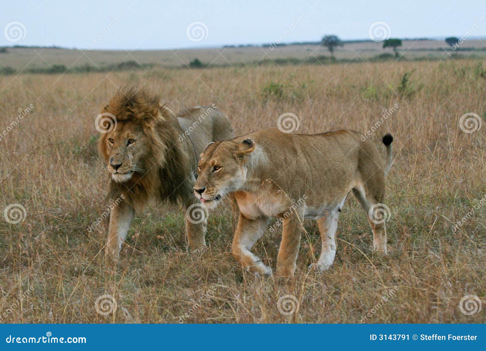 Lion couple stock image. Image of african, predator, together - 3143791