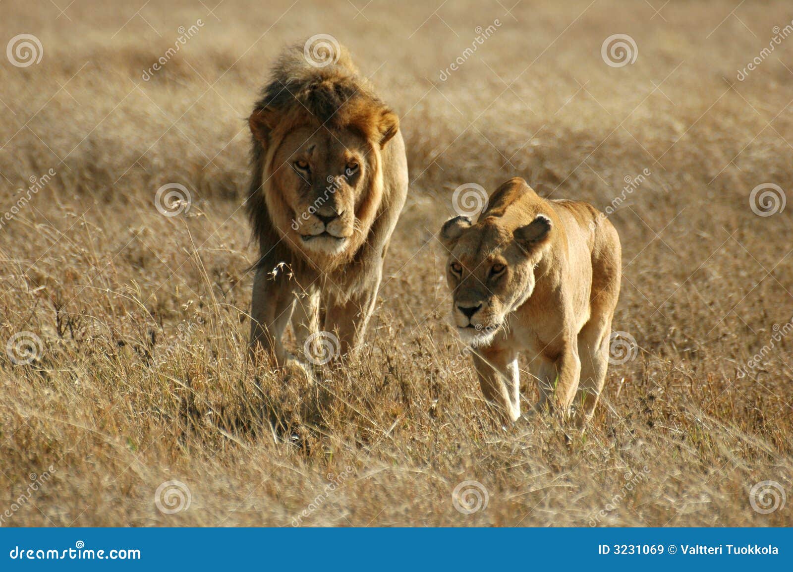 The Lion Couple stock image. Image of wild, strong, love - 3231069