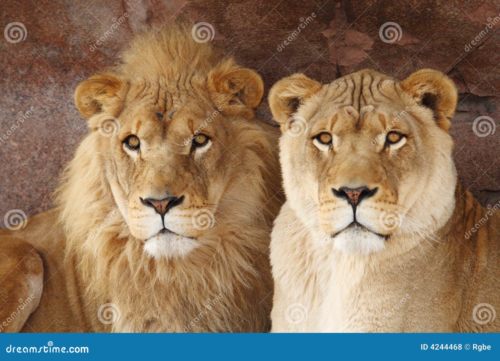 Lion couple stock photo. Image of snow, lions, lion, forest - 4244468