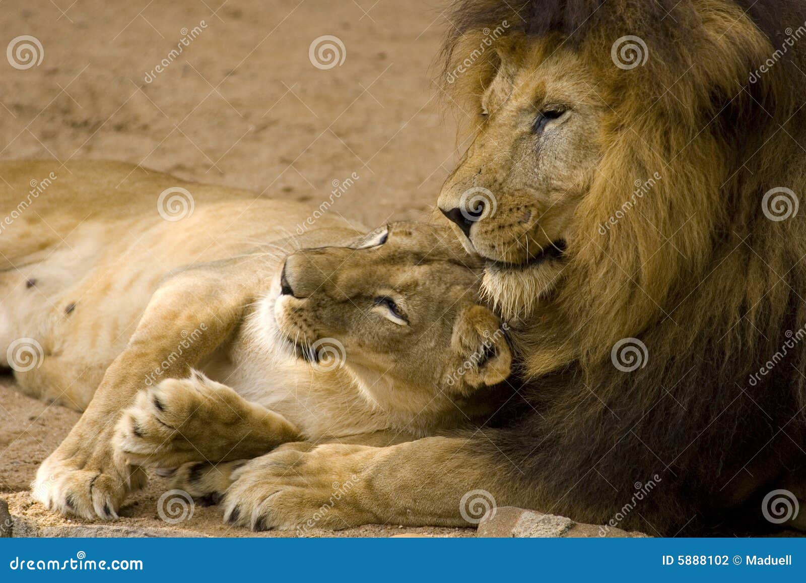 Lion Couple stock photo. Image of undomesticated, couple - 5888102