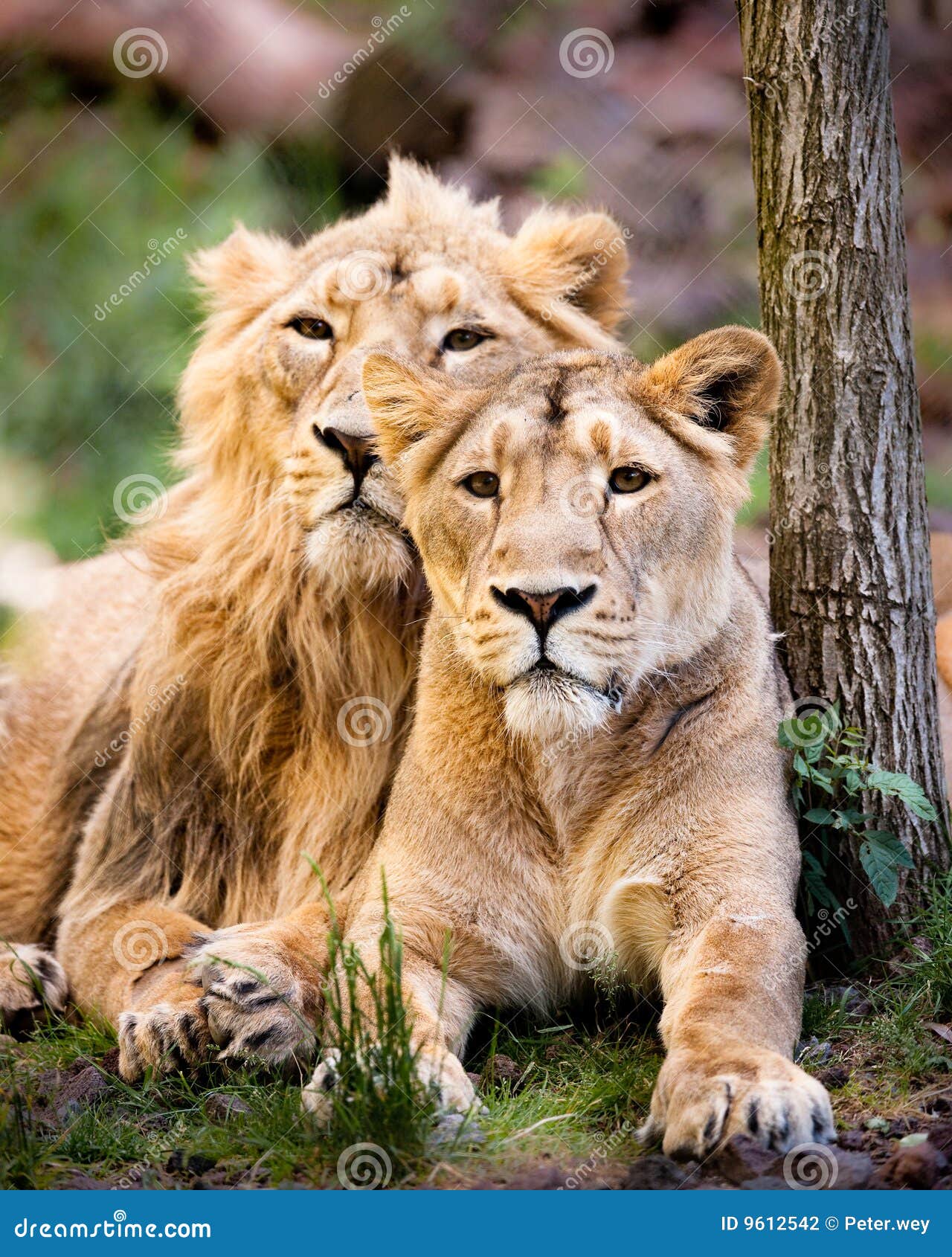 Lion couple stock photo. Image of outdoor, tree, frontal - 9612542