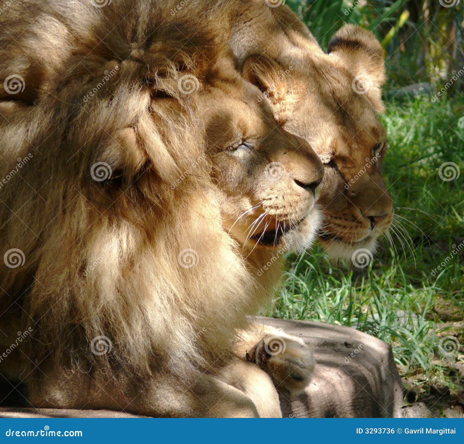 Lion couple courting stock photo. Image of species, paws - 3293736