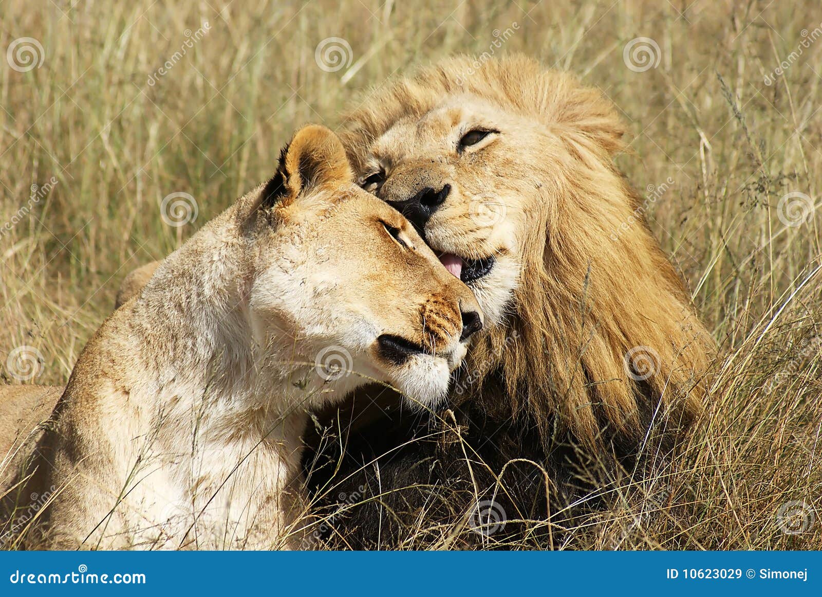 Lion couple grooming stock image. Image of lions, cats - 10623029