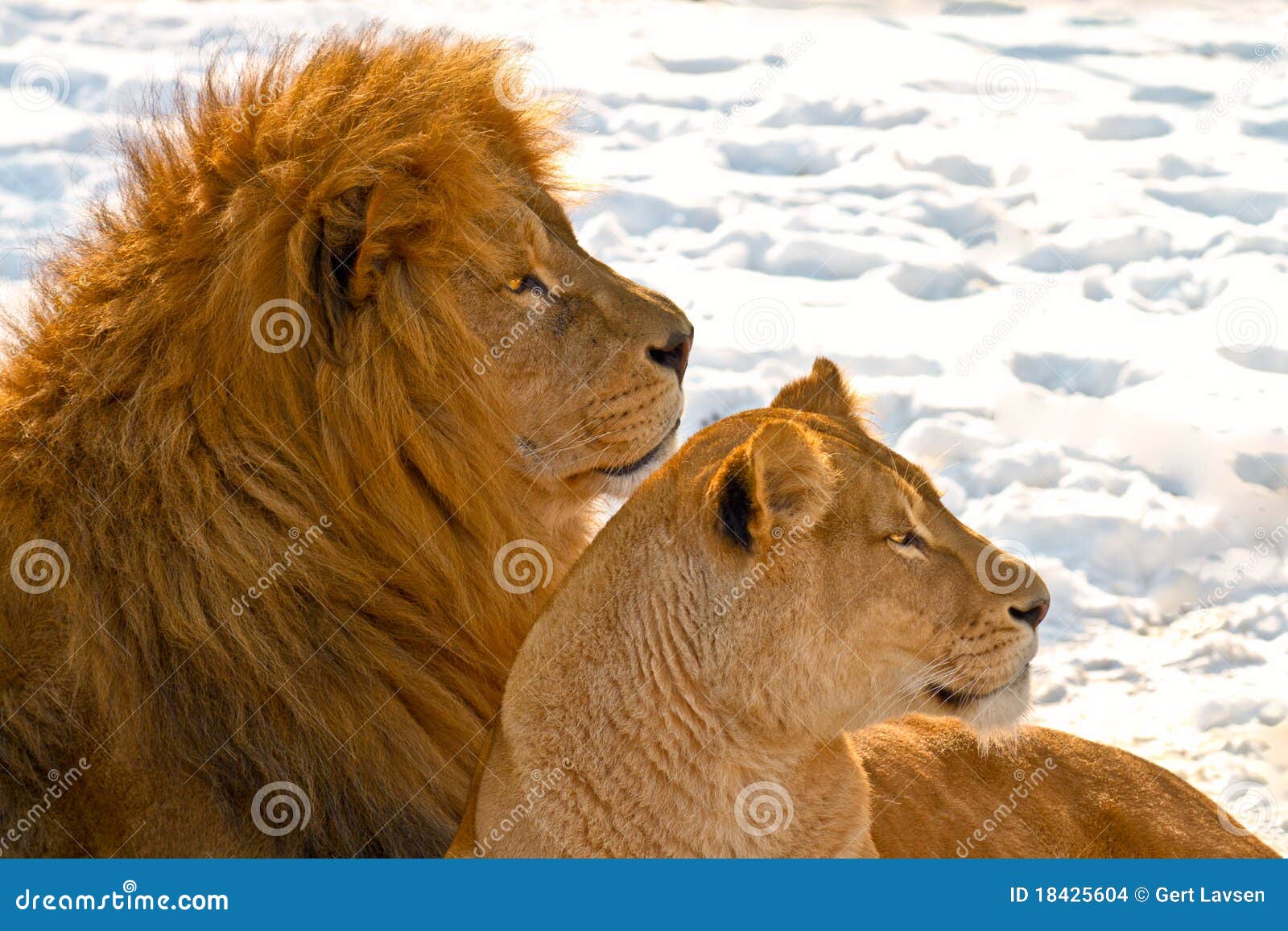 Lion Couple Wallpaper