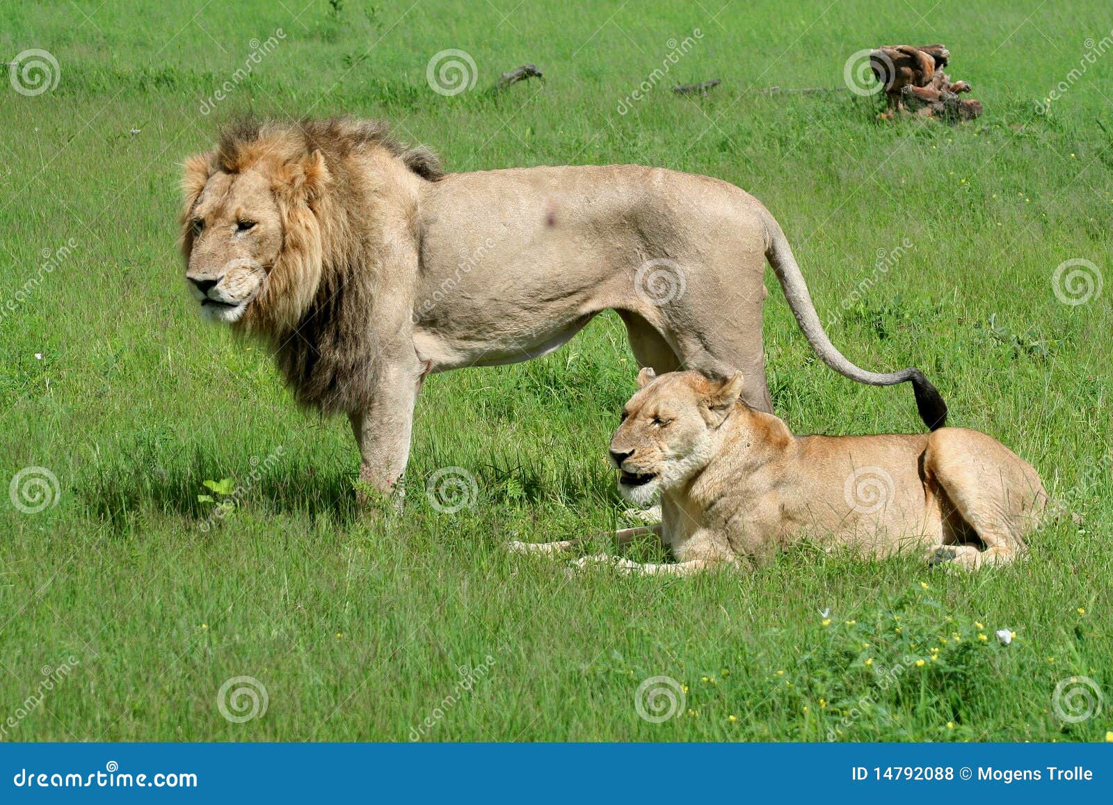 Lion Couple in between Mating, Okavango Stock Photo - Image of african ...