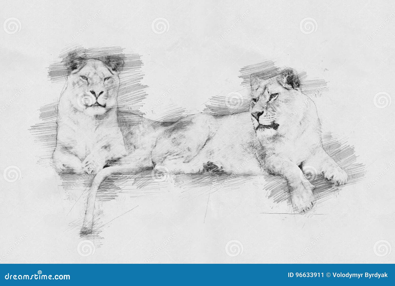 Lion Croquis Avec Le Crayon Illustration Stock - Illustration of main ...