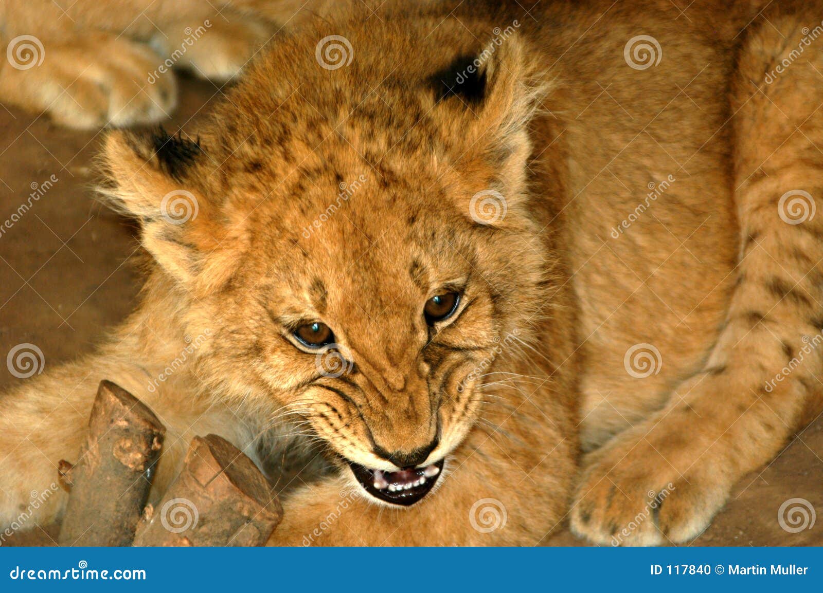 Lion Cub 02 stock photo. Image of small, snarl, vicious - 117840