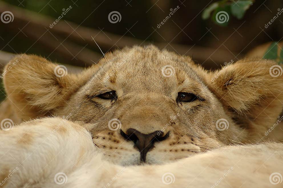 Lion cub stock image. Image of lioness, face, feline, beast - 1138531