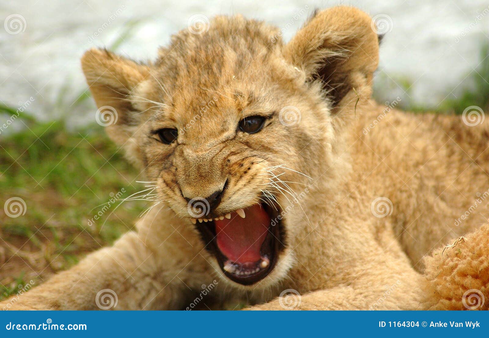 Lion And Cub Images