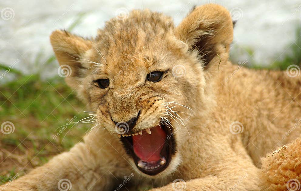 Lion cub stock photo. Image of cute, expression, lioness - 1164304