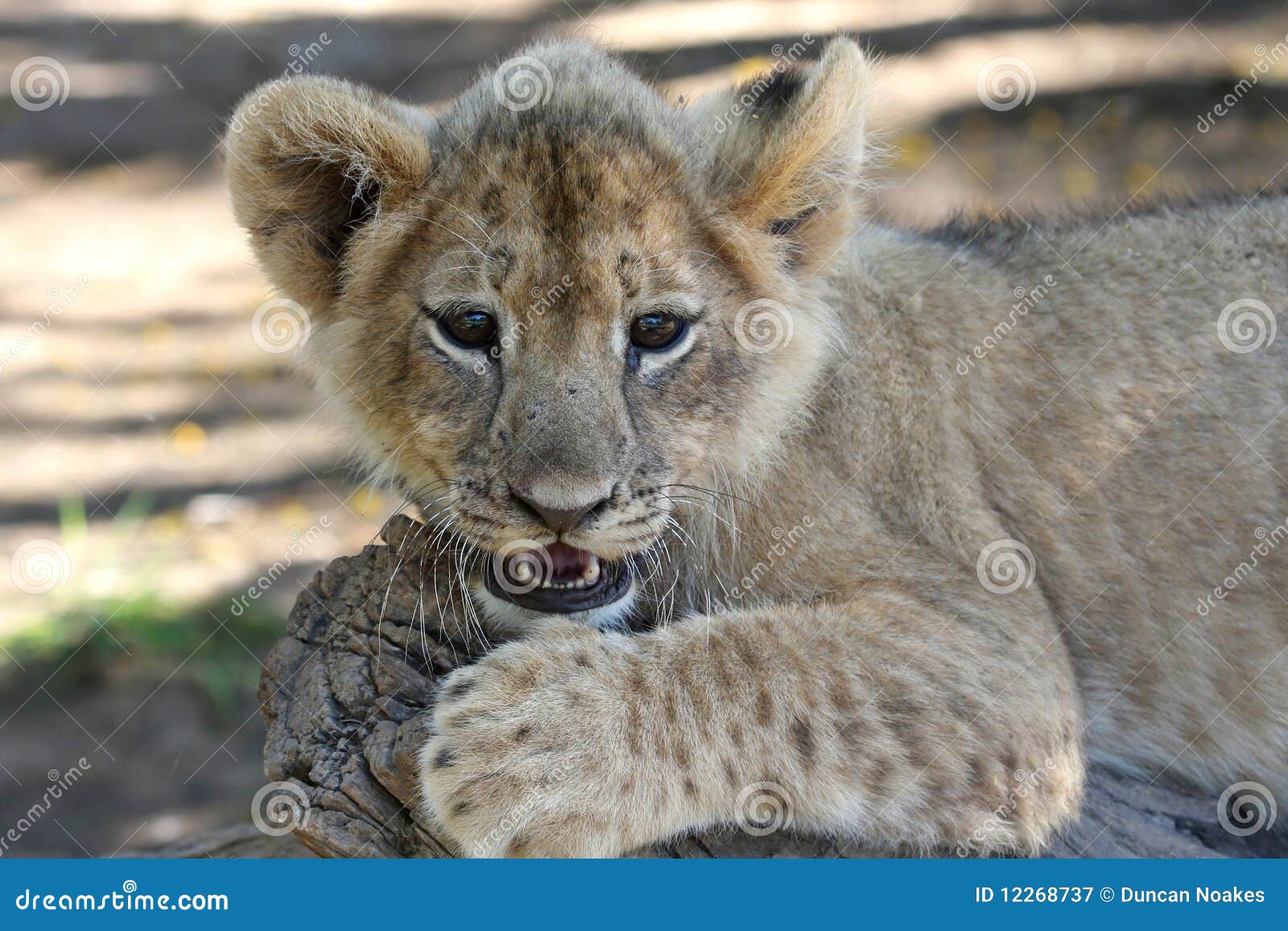 Lion Cub stock image. Image of furry, mammal, face, brown - 12268737