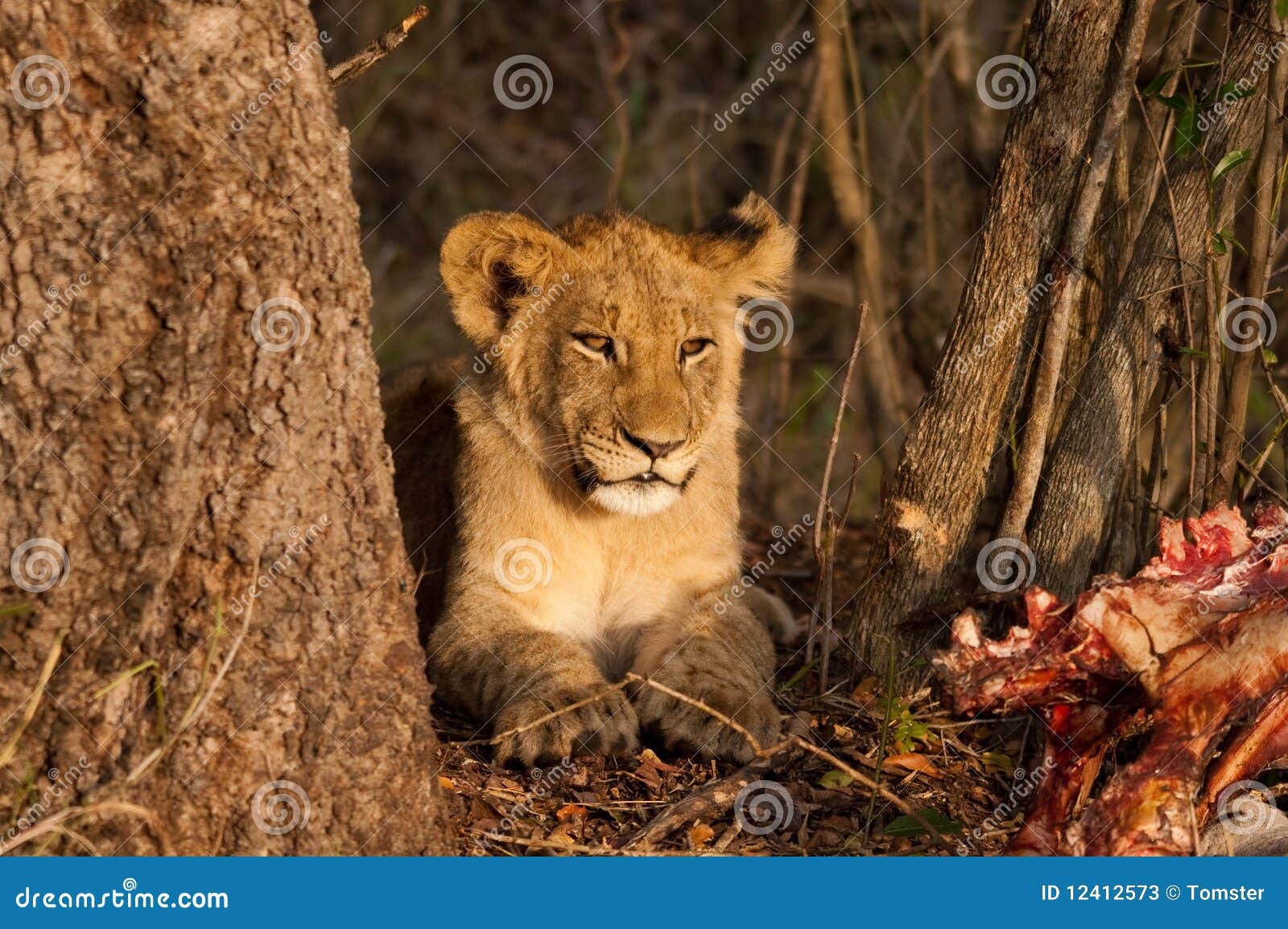 Lion Cub stock image. Image of predator, mane, nature - 12412573
