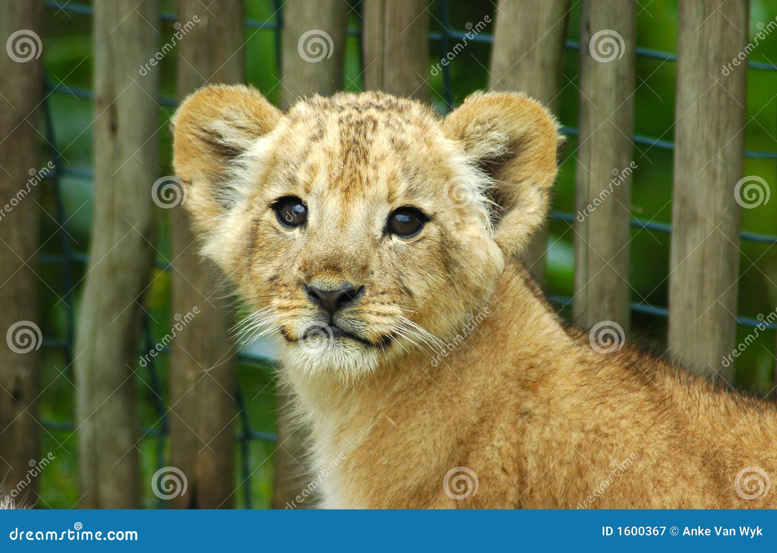 Lion cub stock image. Image of endangered, cute, attentive - 1600367
