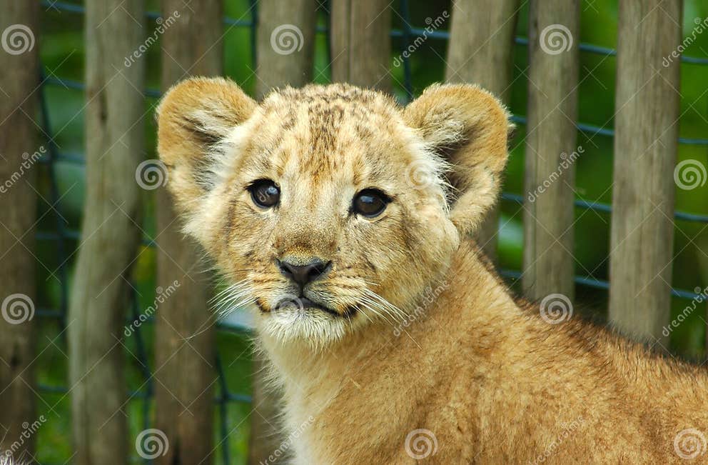 Lion cub stock image. Image of endangered, cute, attentive - 1600367