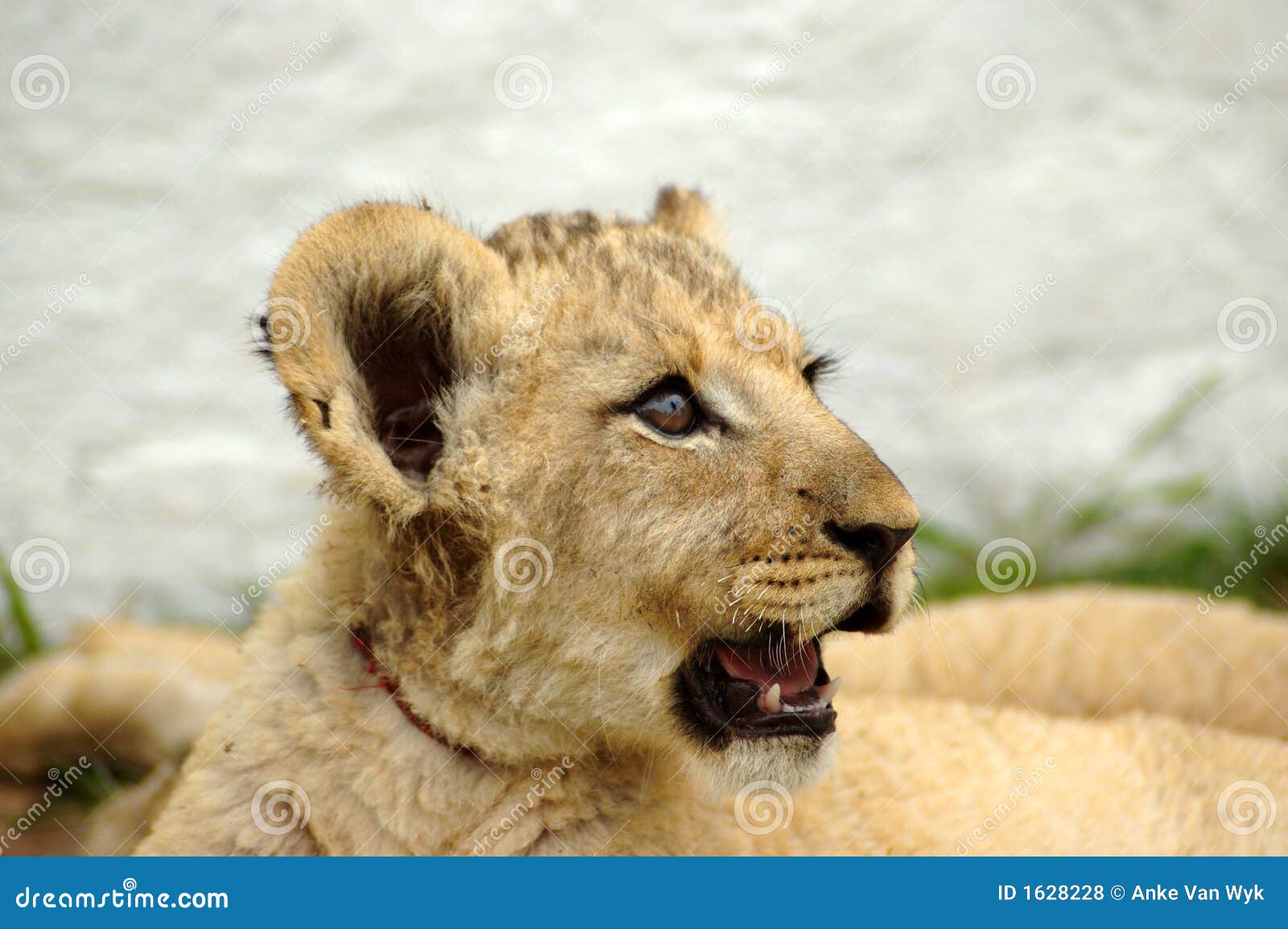 Lion cub stock photo. Image of mammal, side, snarls, stares - 1628228