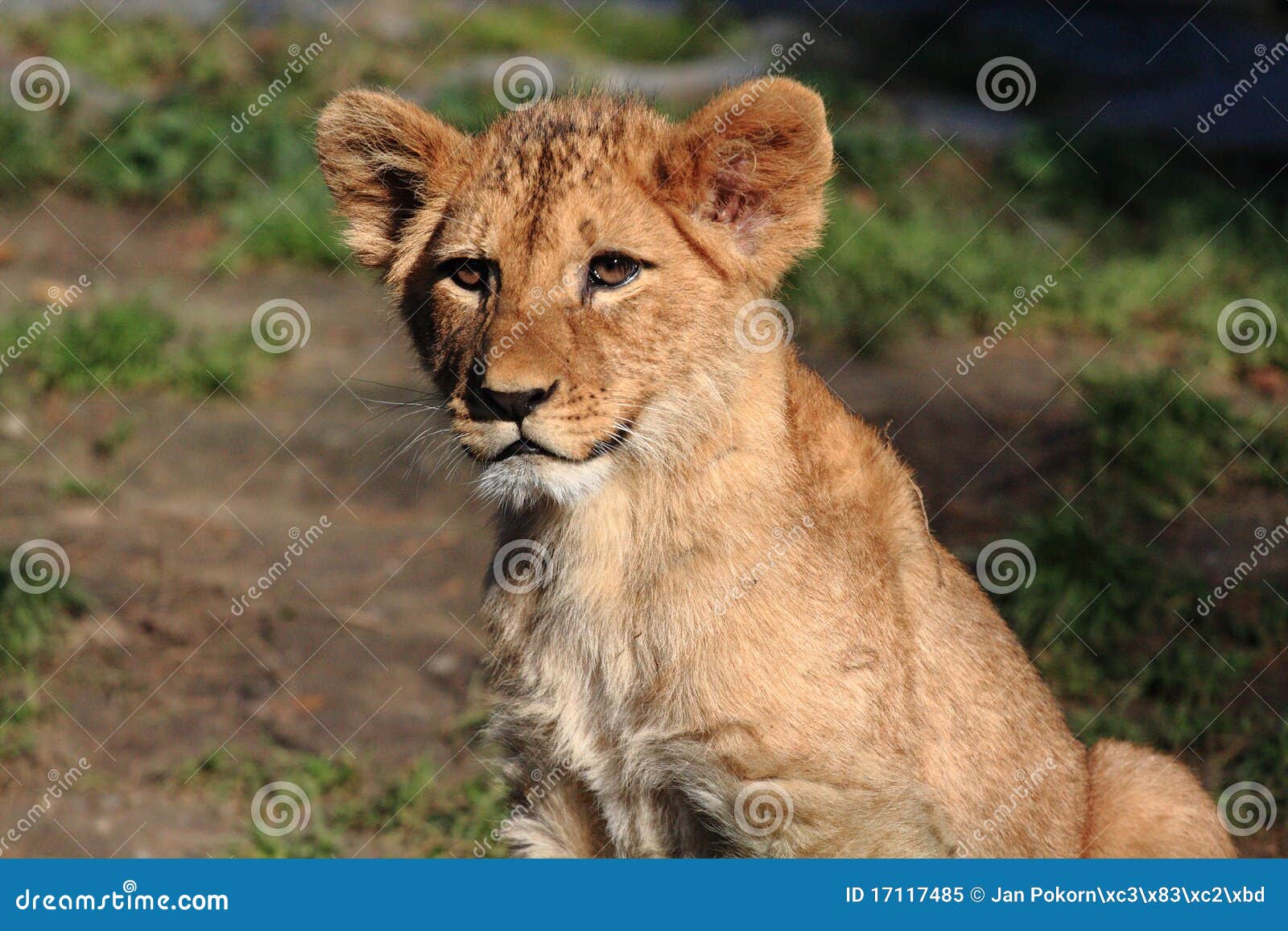 Lion Cub stock image. Image of adapted, animal, african - 17117485