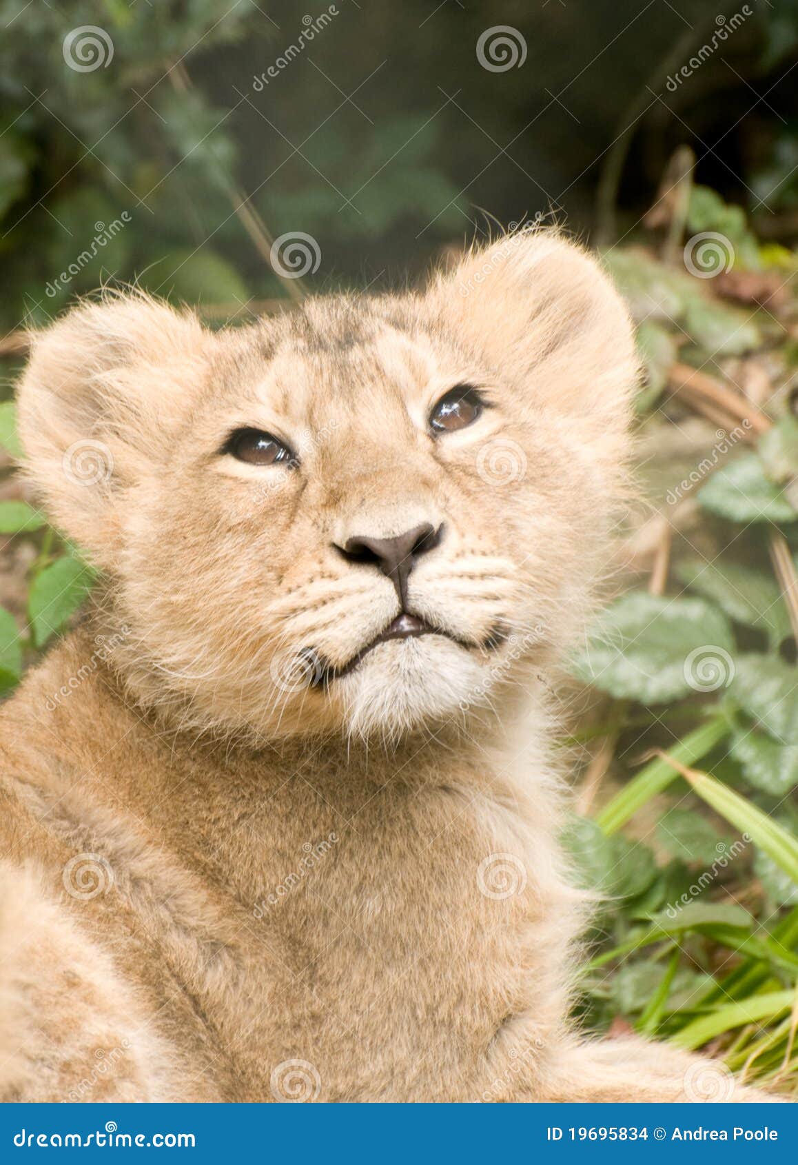 Lion Cub stock photo. Image of young, captivity, baby - 19695834