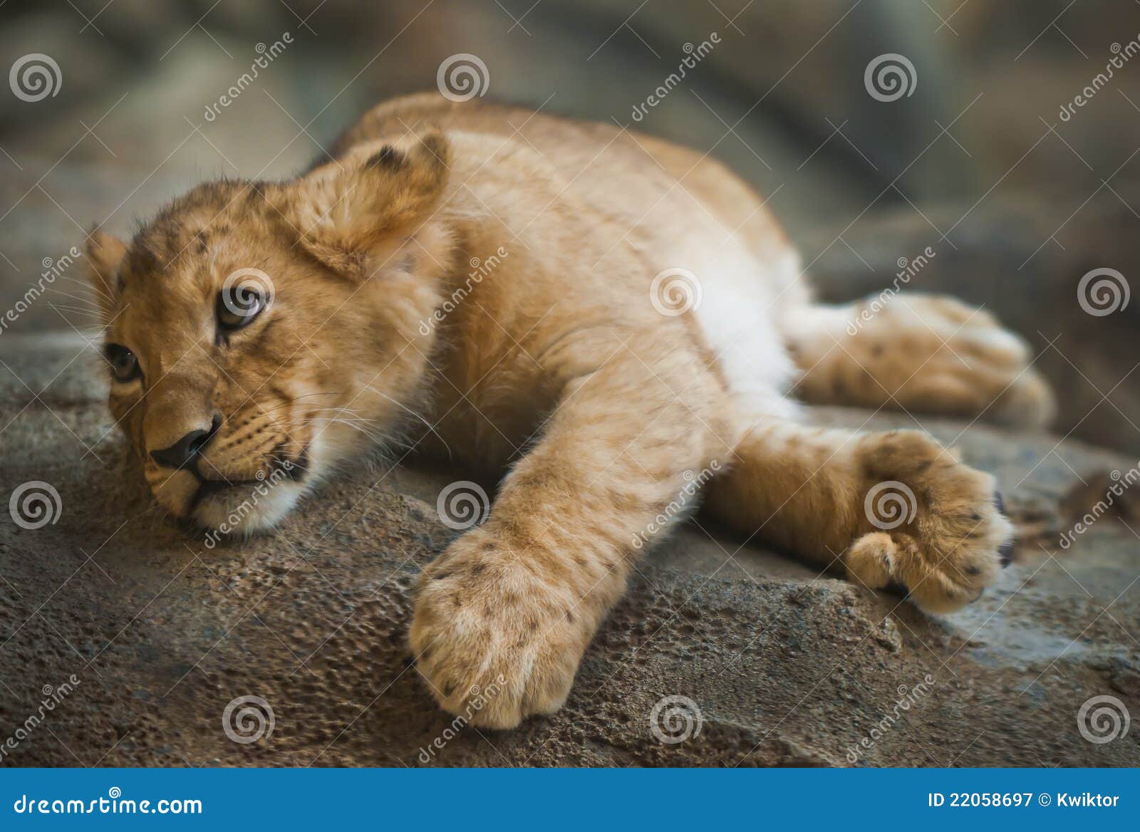 Lion Cub stock image. Image of cute, mammal, animal, predator - 22058697