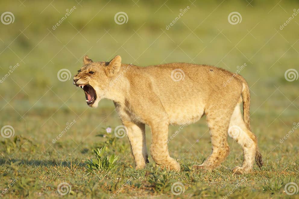Lion cub stock image. Image of lion, feline, young, teeth - 22805587