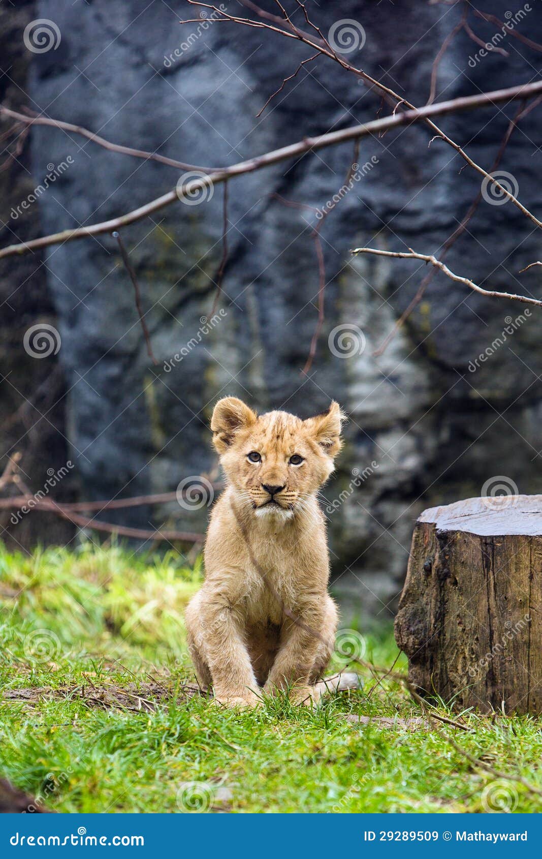 Lion Cub stock image. Image of wild, adorable, cute, safari - 29289509