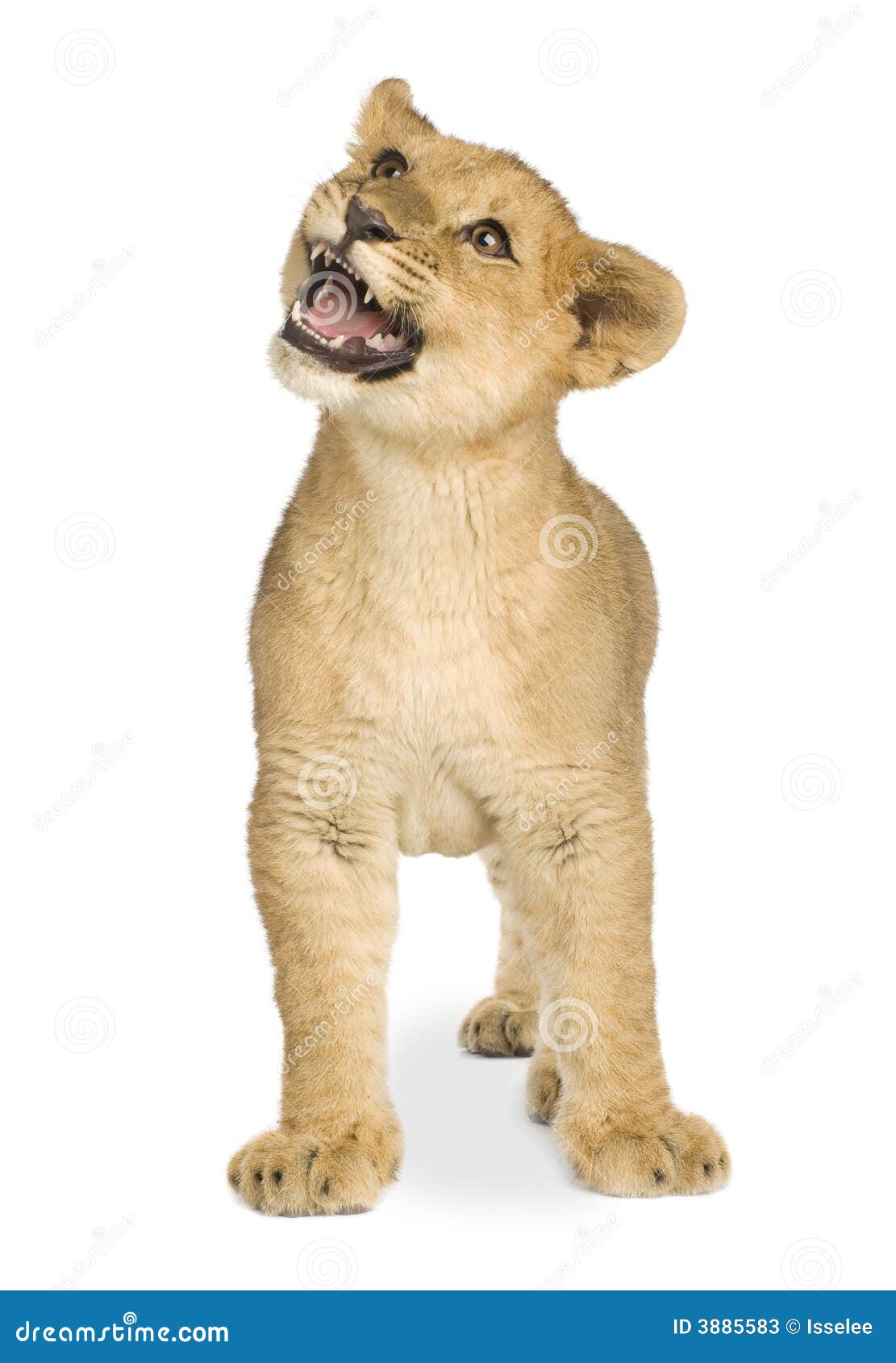Baby Lion Cub Crying Stock Photos - Free & Royalty-Free Stock Photos ...