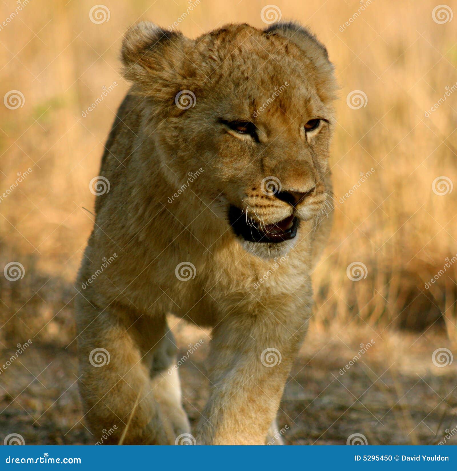 Lion cub stock photo. Image of animal, africa, wild, carnivore - 5295450