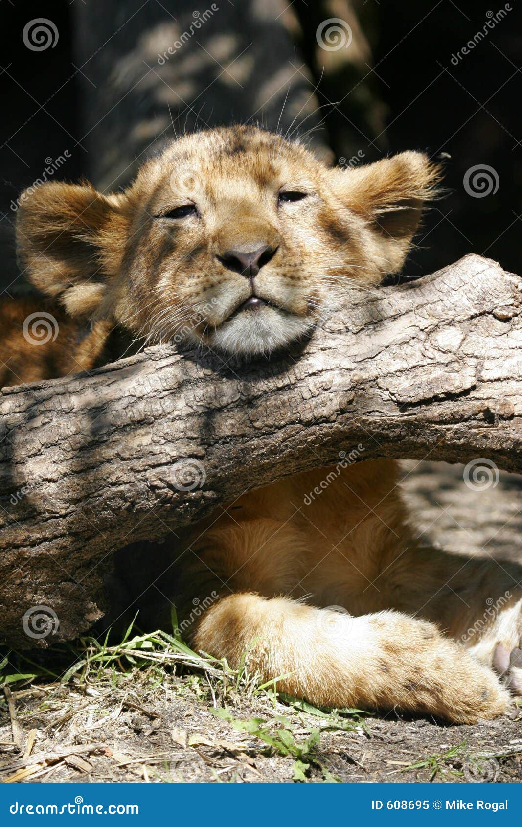 Lion Cub Den Stock Photos - Free & Royalty-Free Stock Photos from ...