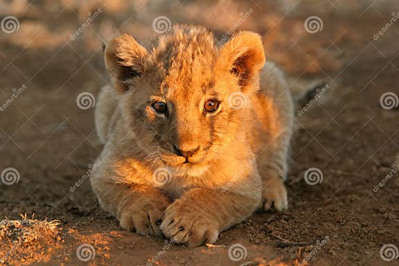 Lion cub stock image. Image of habitat, feline, natural - 808663