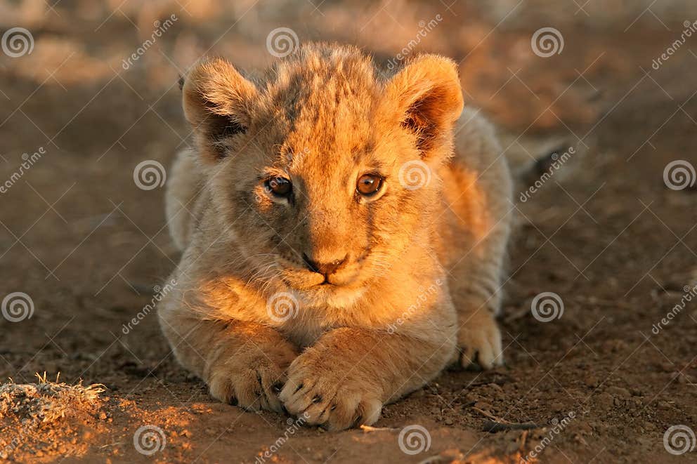 Lion cub stock image. Image of habitat, feline, natural - 808663