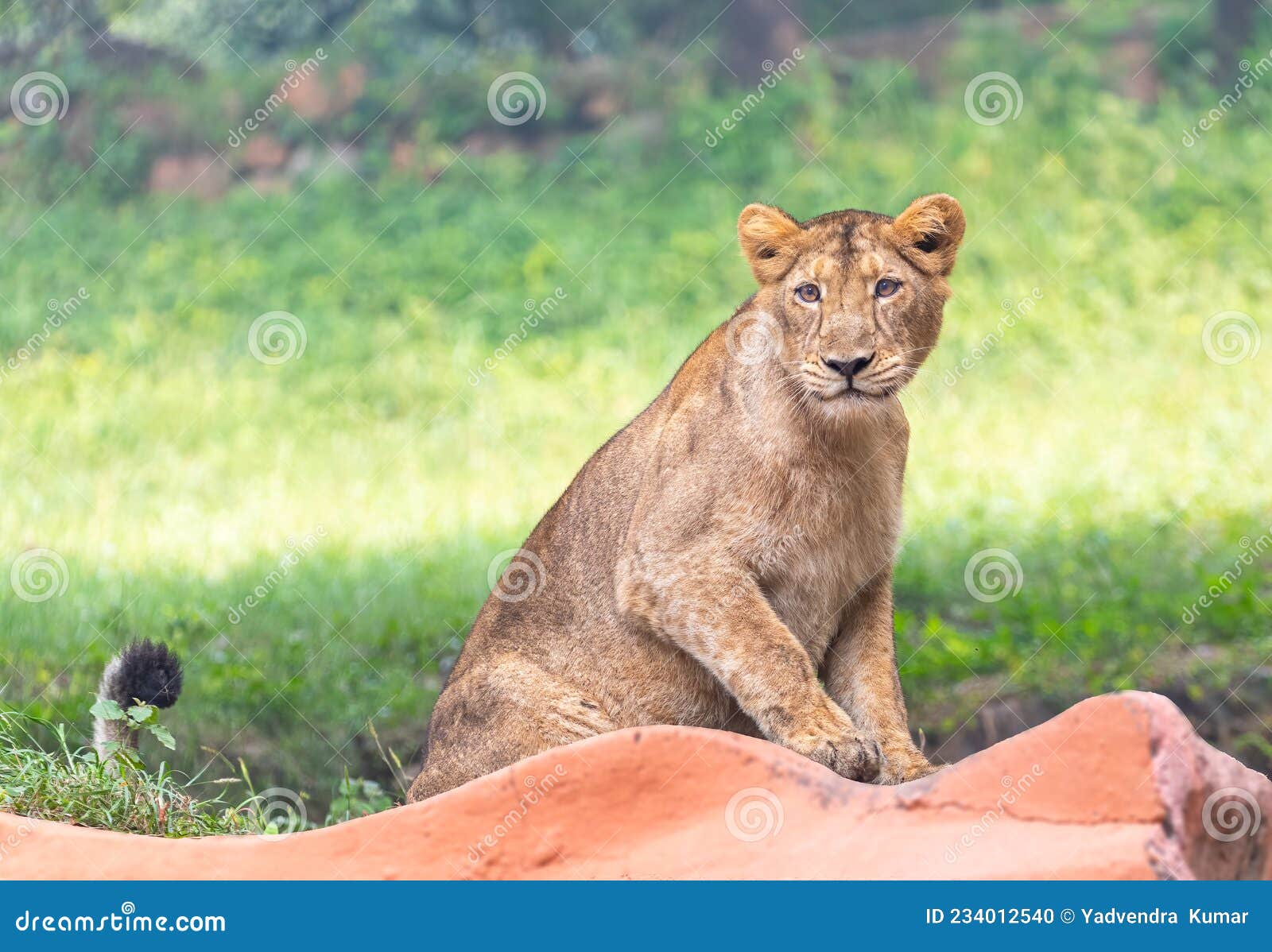 A lion cub in alert mode stock photo. Image of nature - 234012540