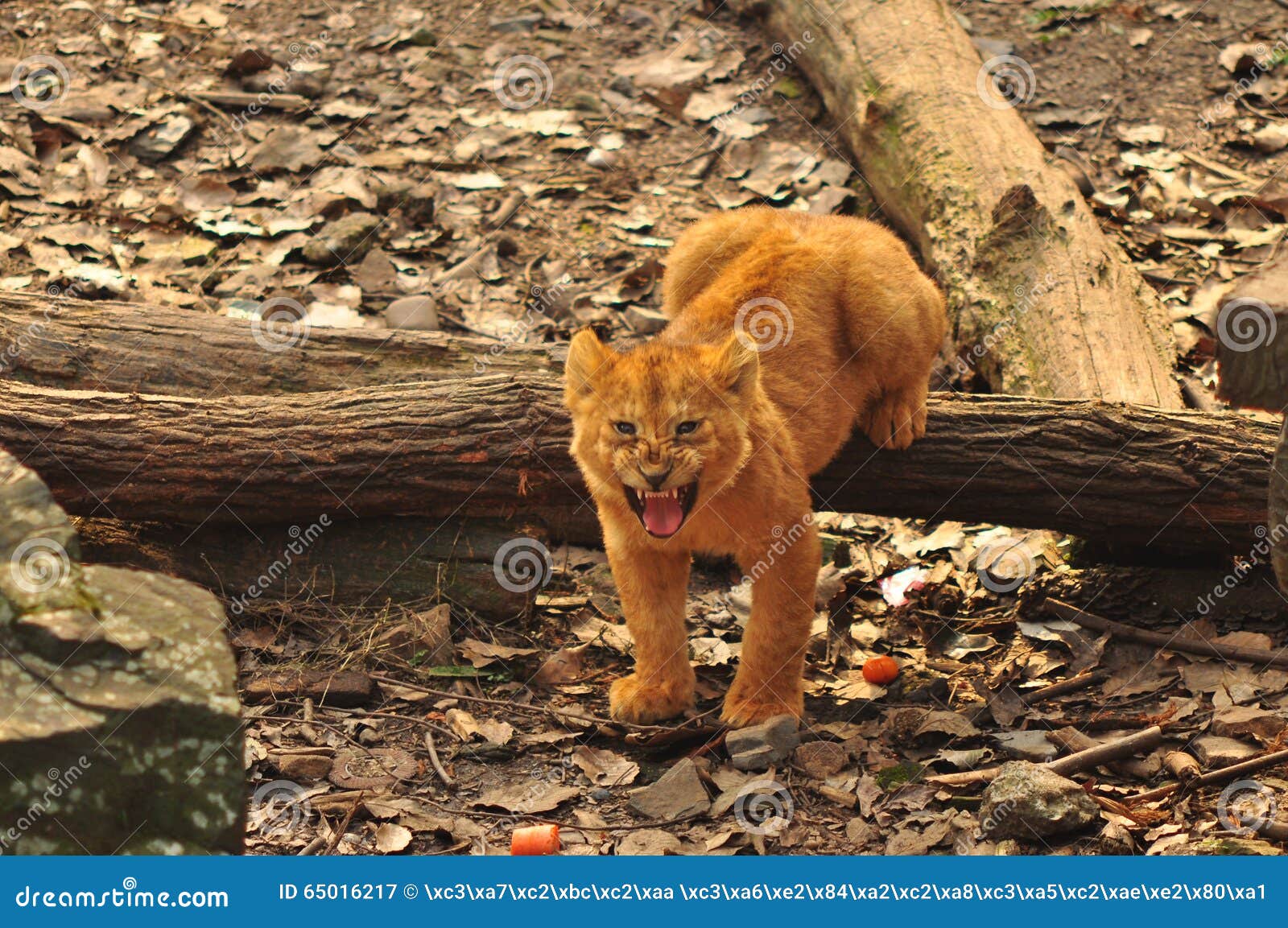 Lion cub stock image. Image of tooth, animal, open, claw - 65016217