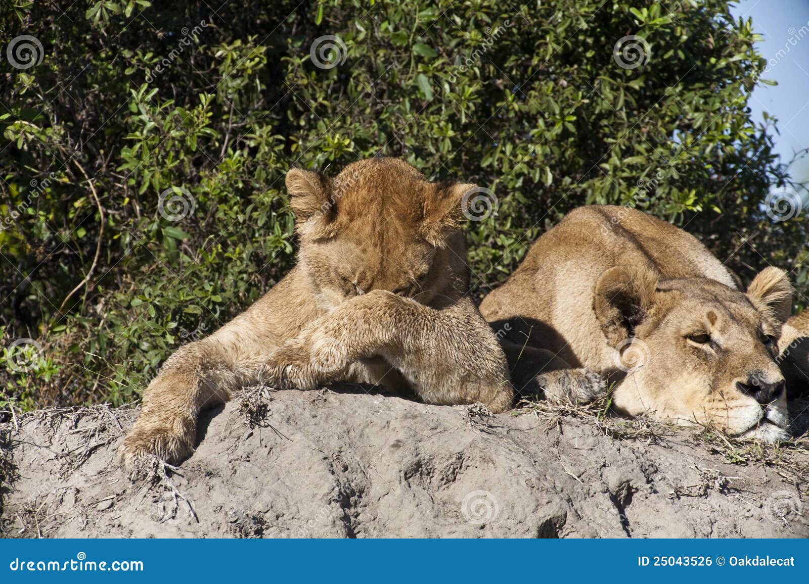 Lion cub baby takes a bath stock photo. Image of lions - 25043526