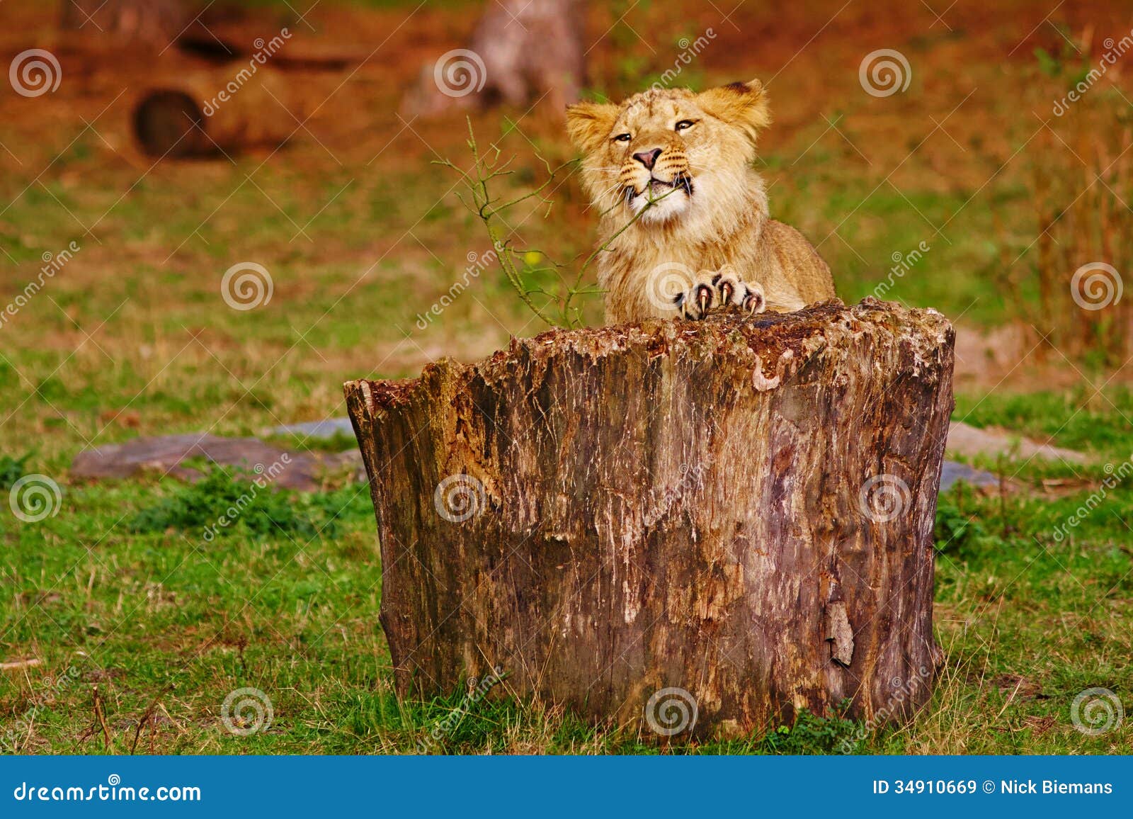Lion cub behind a stump stock image. Image of feline - 34910669