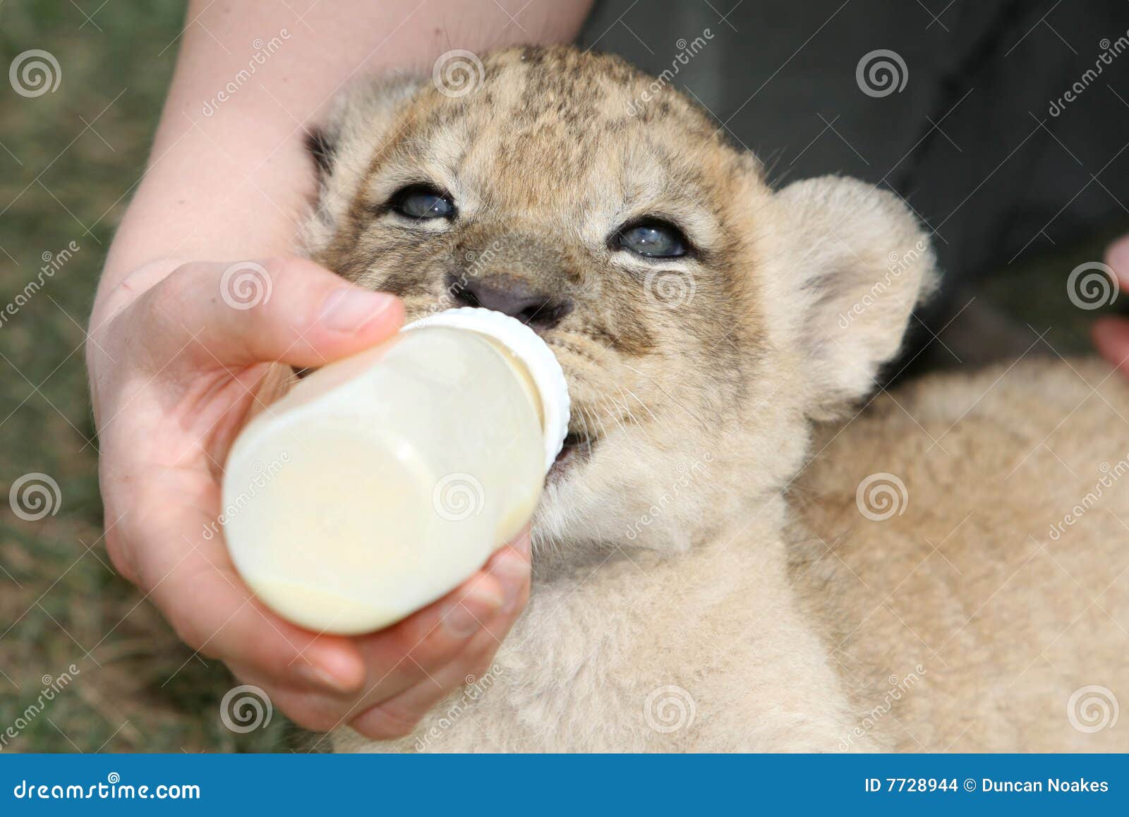 Lion Cub being Hand Fed stock photo. Image of care, predator - 7728944
