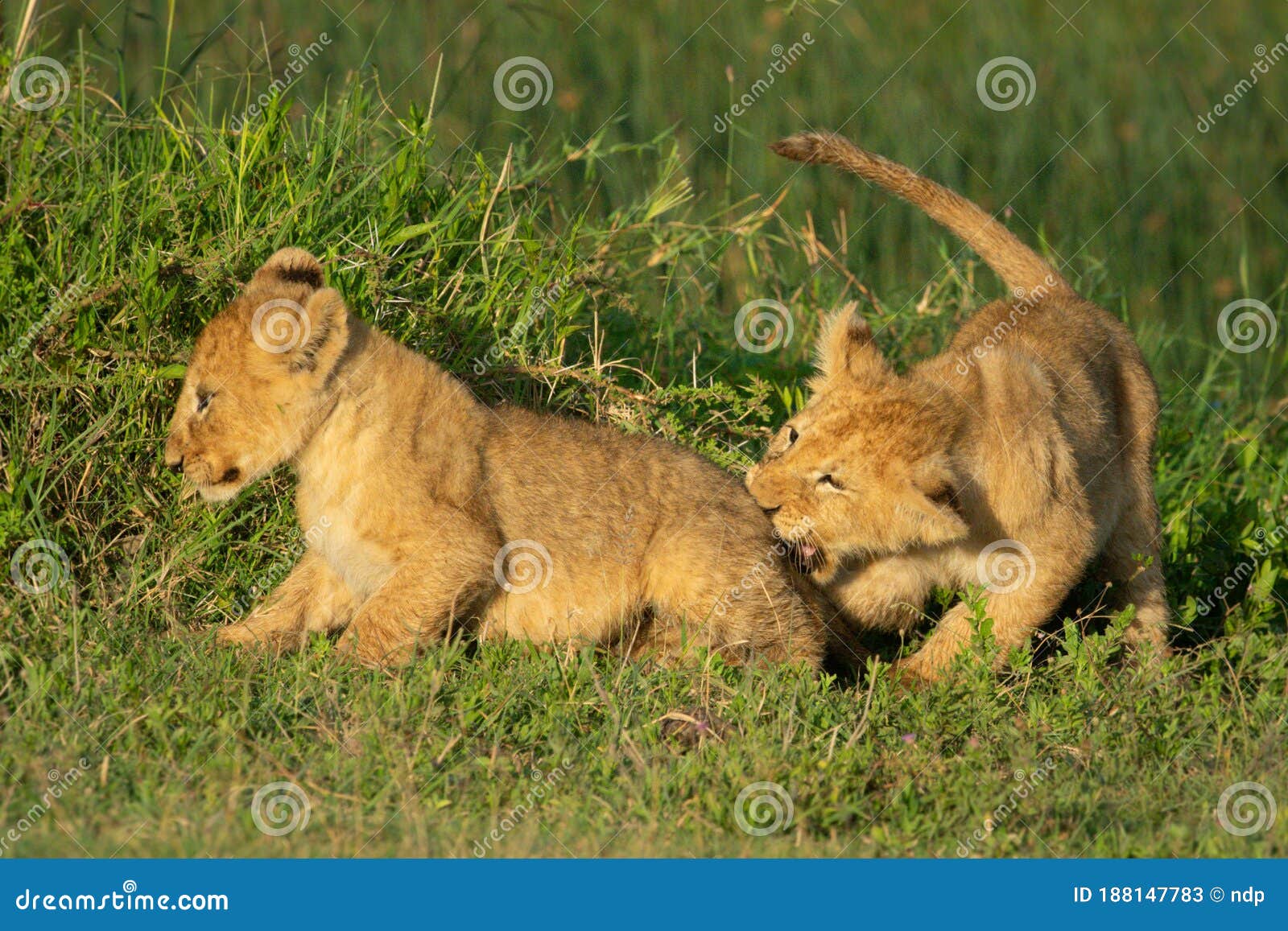 Lion Cub Bites Another by Grassy Mound Stock Image - Image of carnivore ...