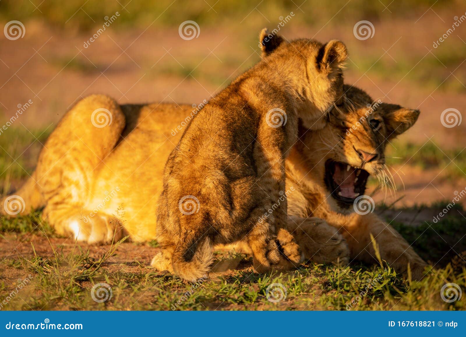 Lion Cub Bites Another Lying on Grass Stock Image - Image of panthera ...